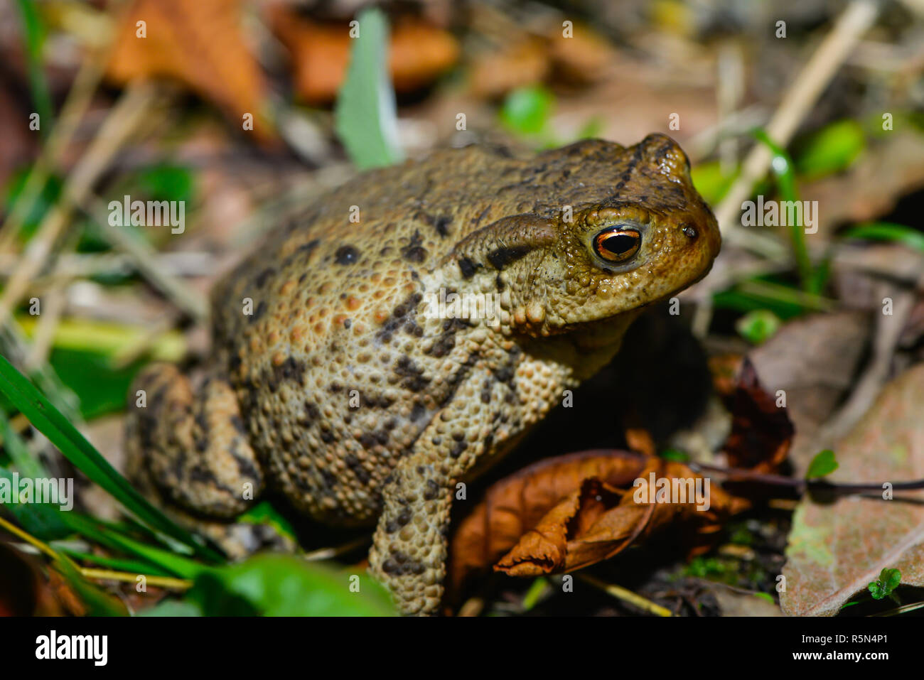 Toads jumping hi-res stock photography and images - Alamy