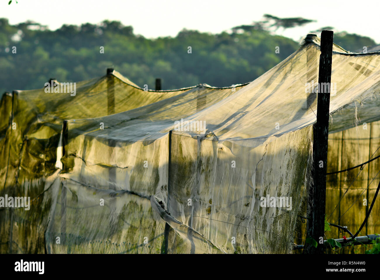 white farming nets Stock Photo - Alamy