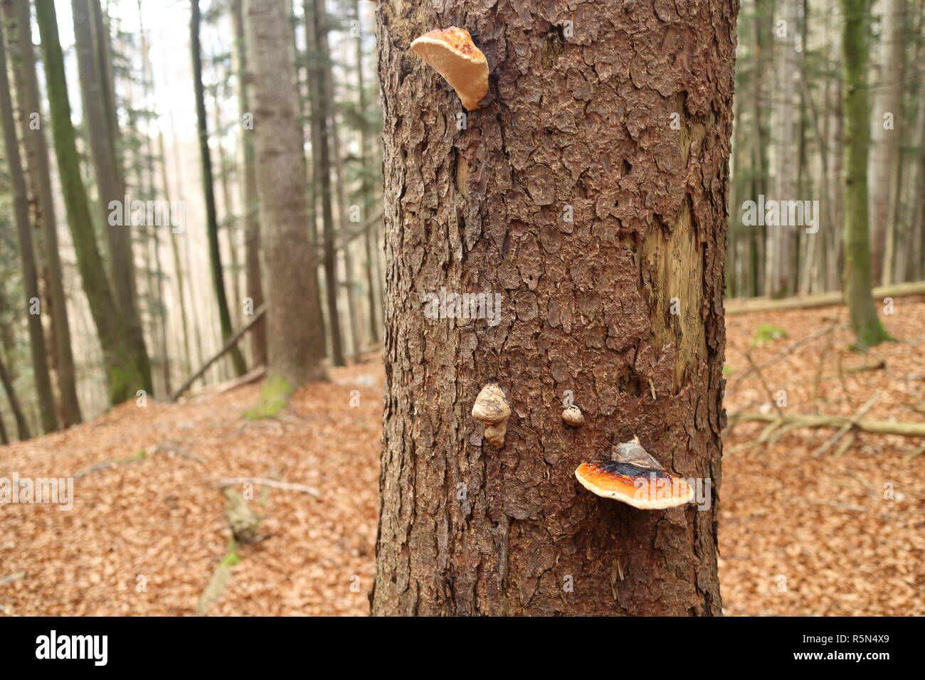tree sponges on old spruce Stock Photo - Alamy