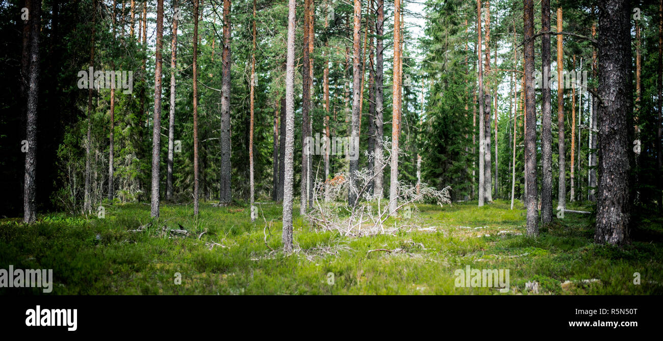 Forest outdoor landscape Stock Photo - Alamy