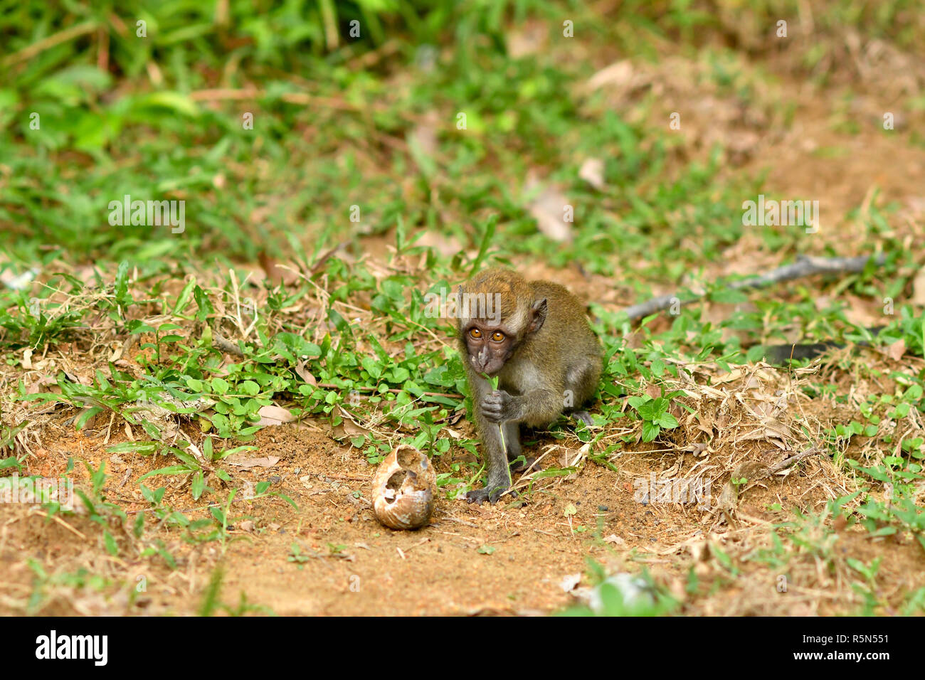 Funny Monkey eating Stock Photo - Alamy