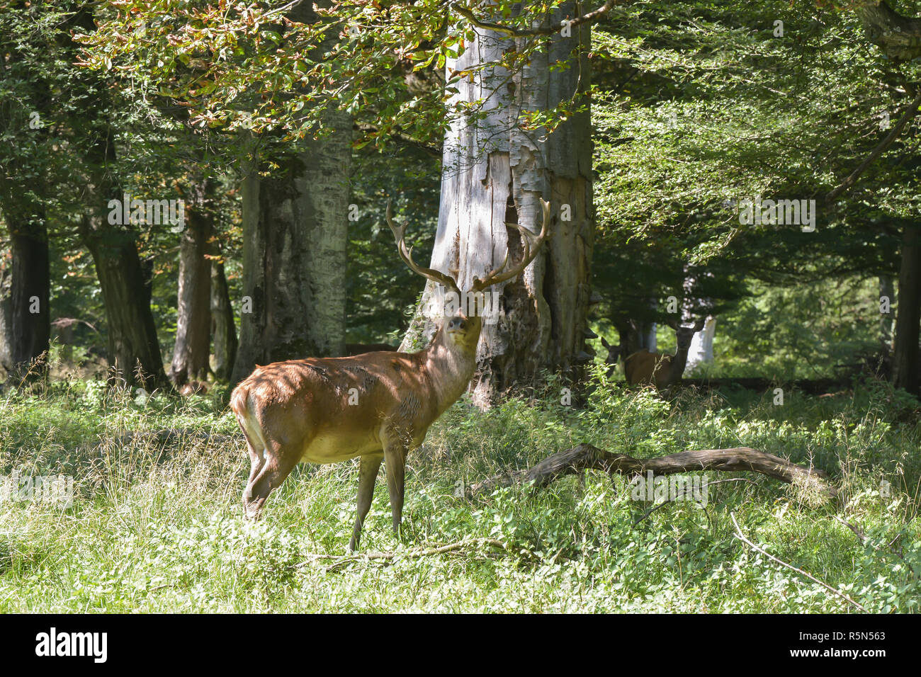 deer in the forest Stock Photo - Alamy