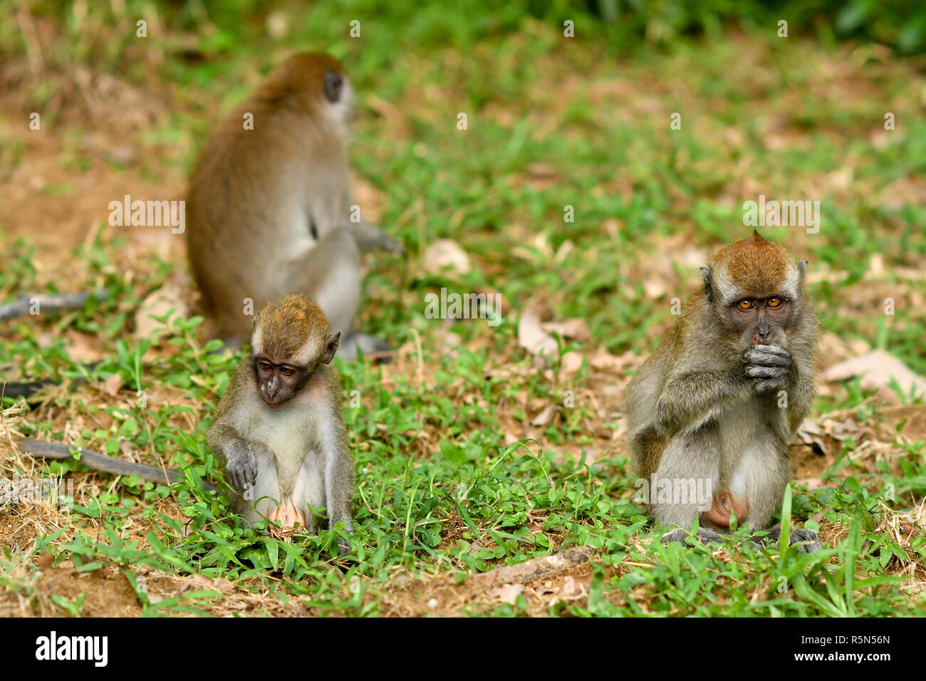 Funny Monkey eating Stock Photo - Alamy