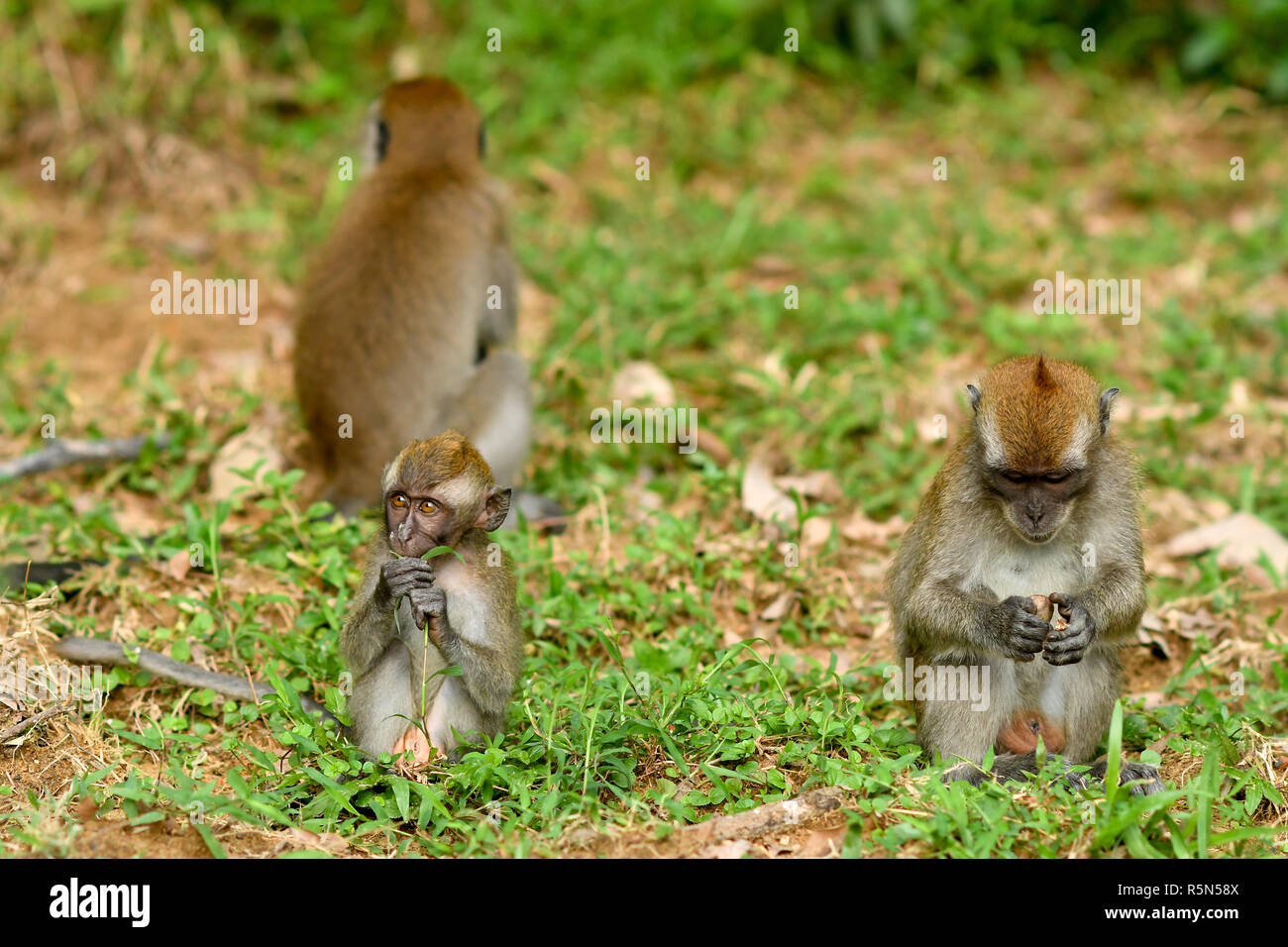 Funny Monkey eating Stock Photo - Alamy