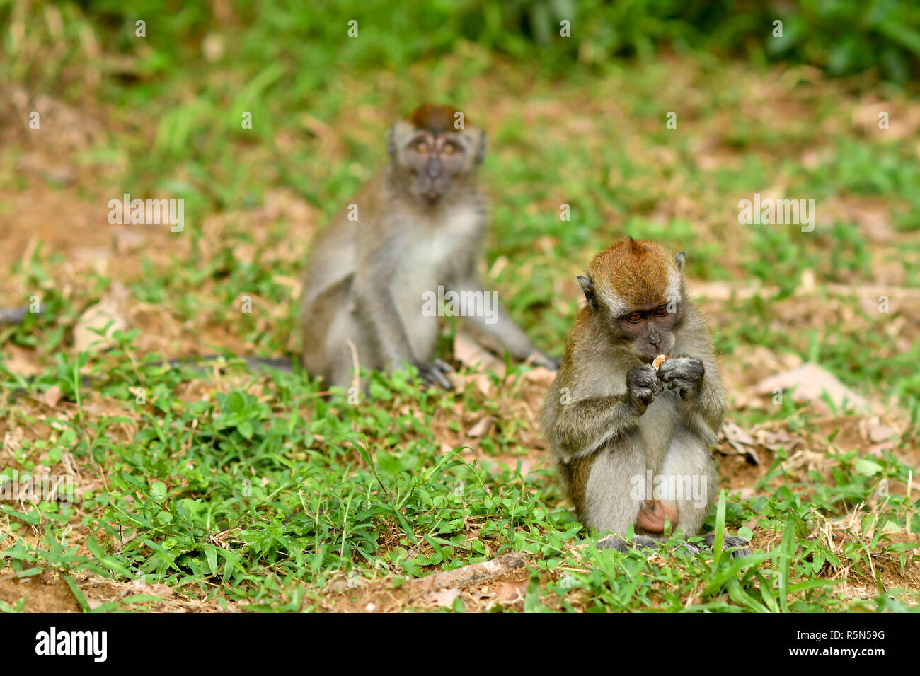 Funny Monkey eating Stock Photo - Alamy