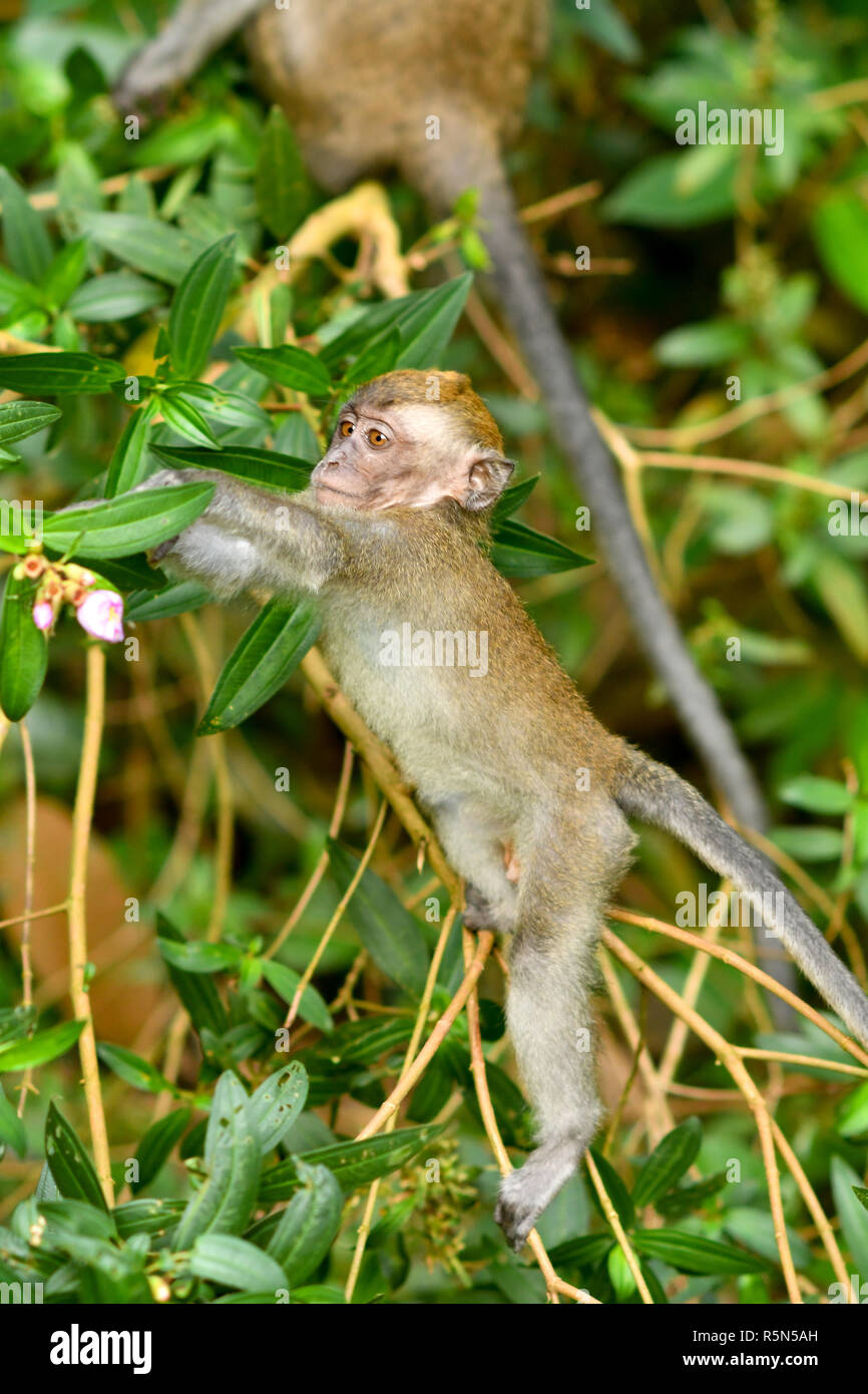 Funny Monkey eating Stock Photo - Alamy