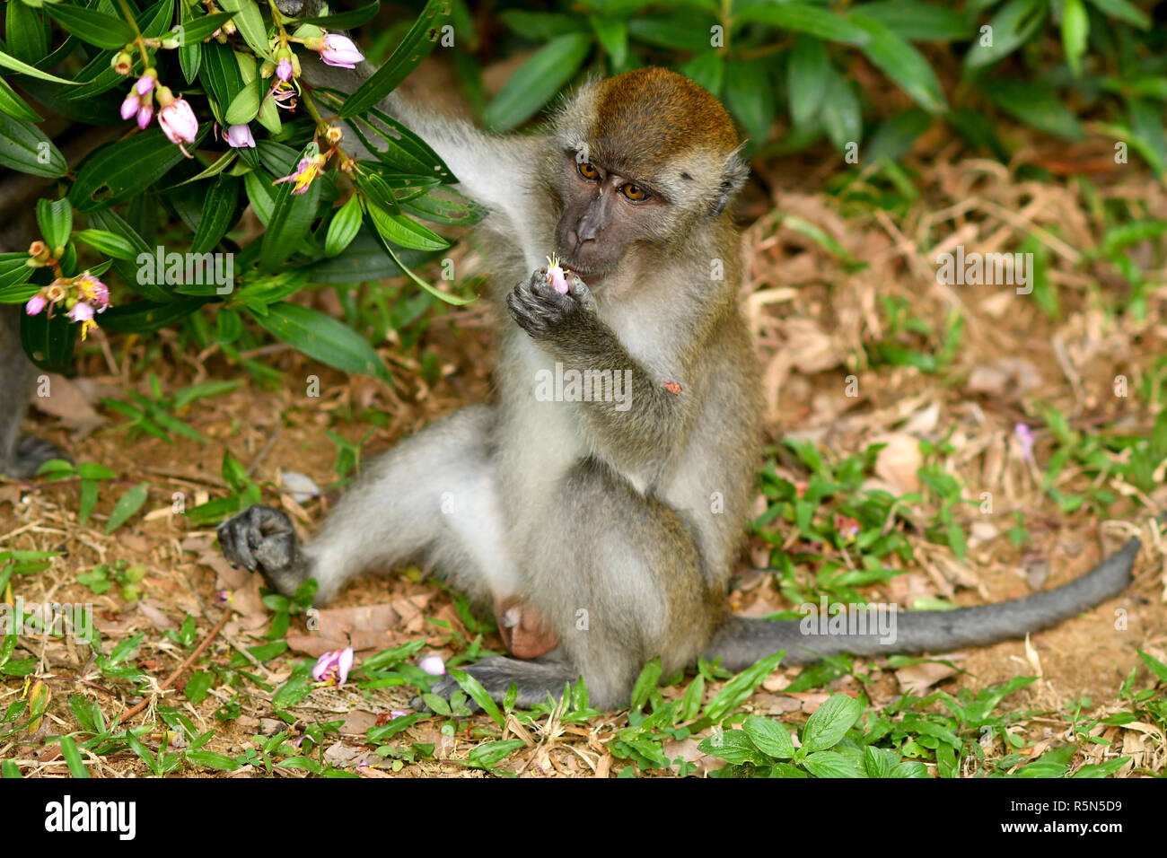 Funny Monkey eating Stock Photo - Alamy