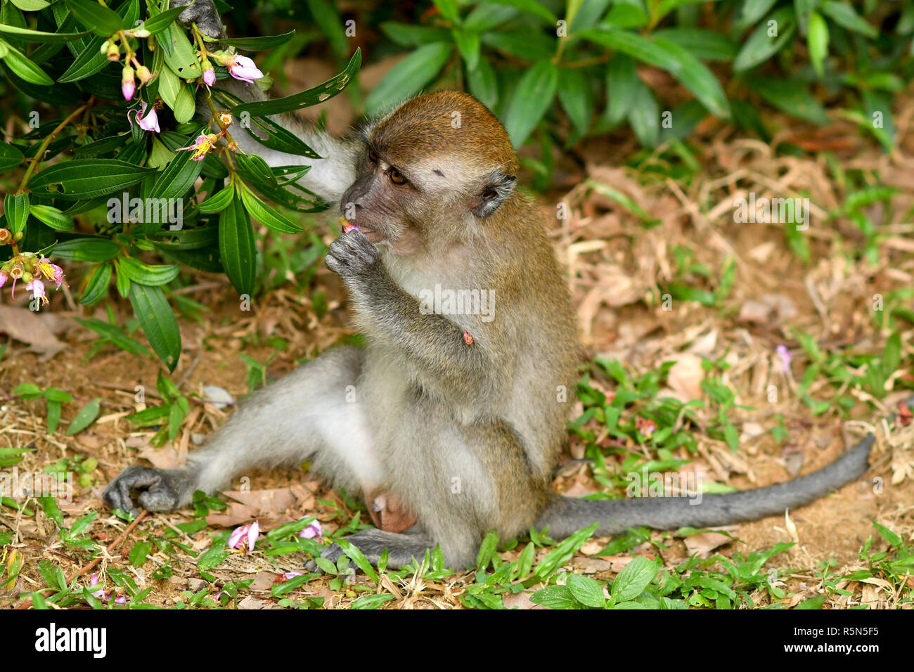 Very funny monkey hi-res stock photography and images - Alamy