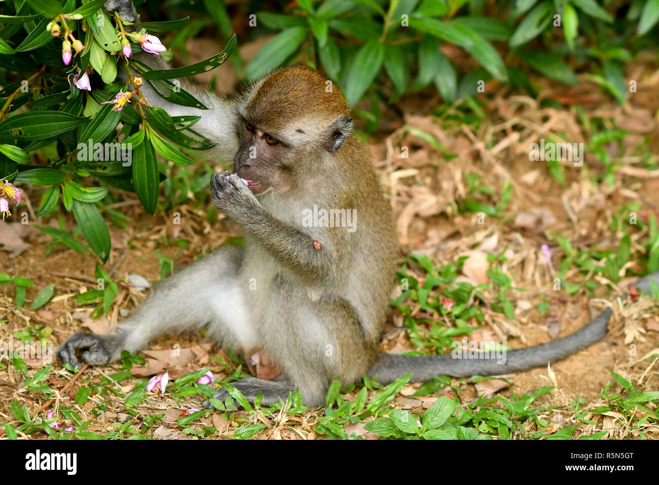 Funny Monkey eating Stock Photo - Alamy