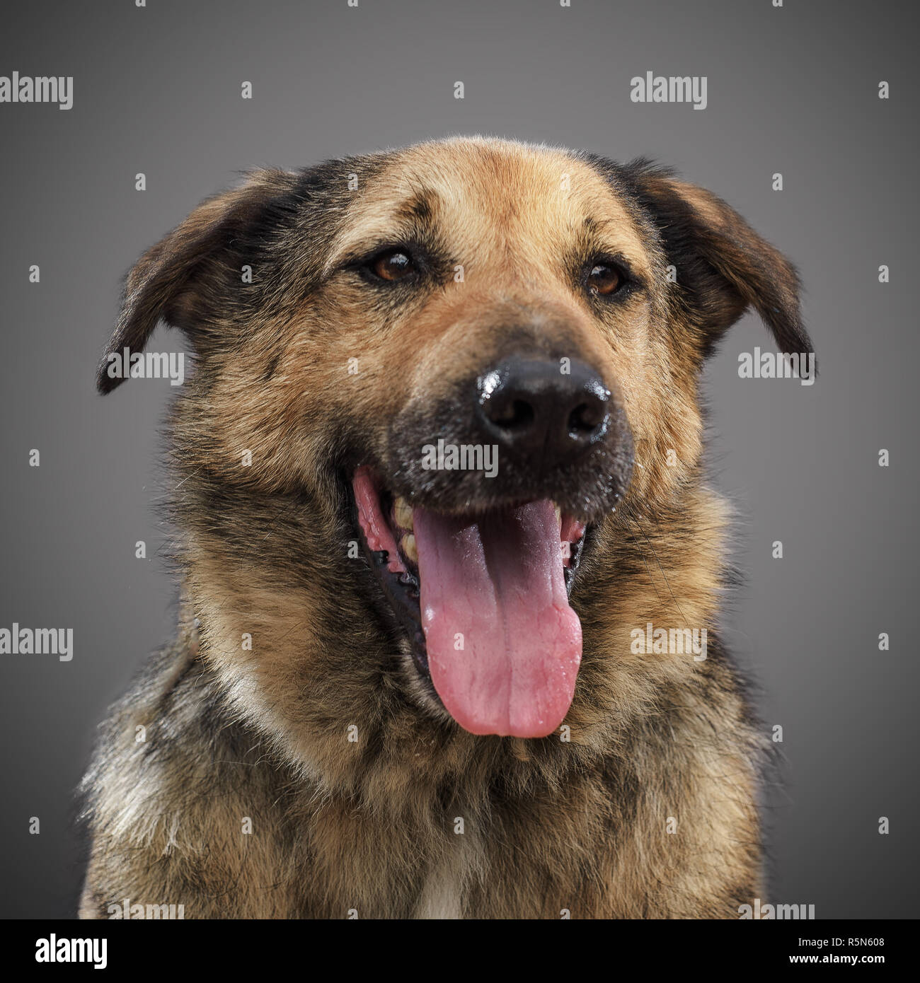 ginger funny dog - a symbol of 2018, stuck out his tongue and smiles ...
