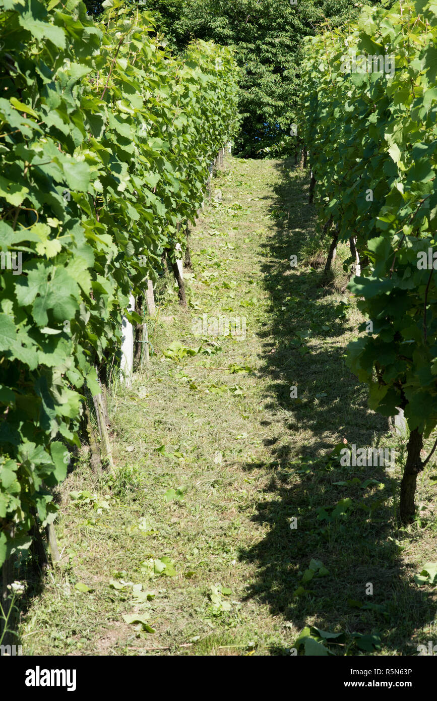 Kerner grapes hi-res stock photography and images - Alamy