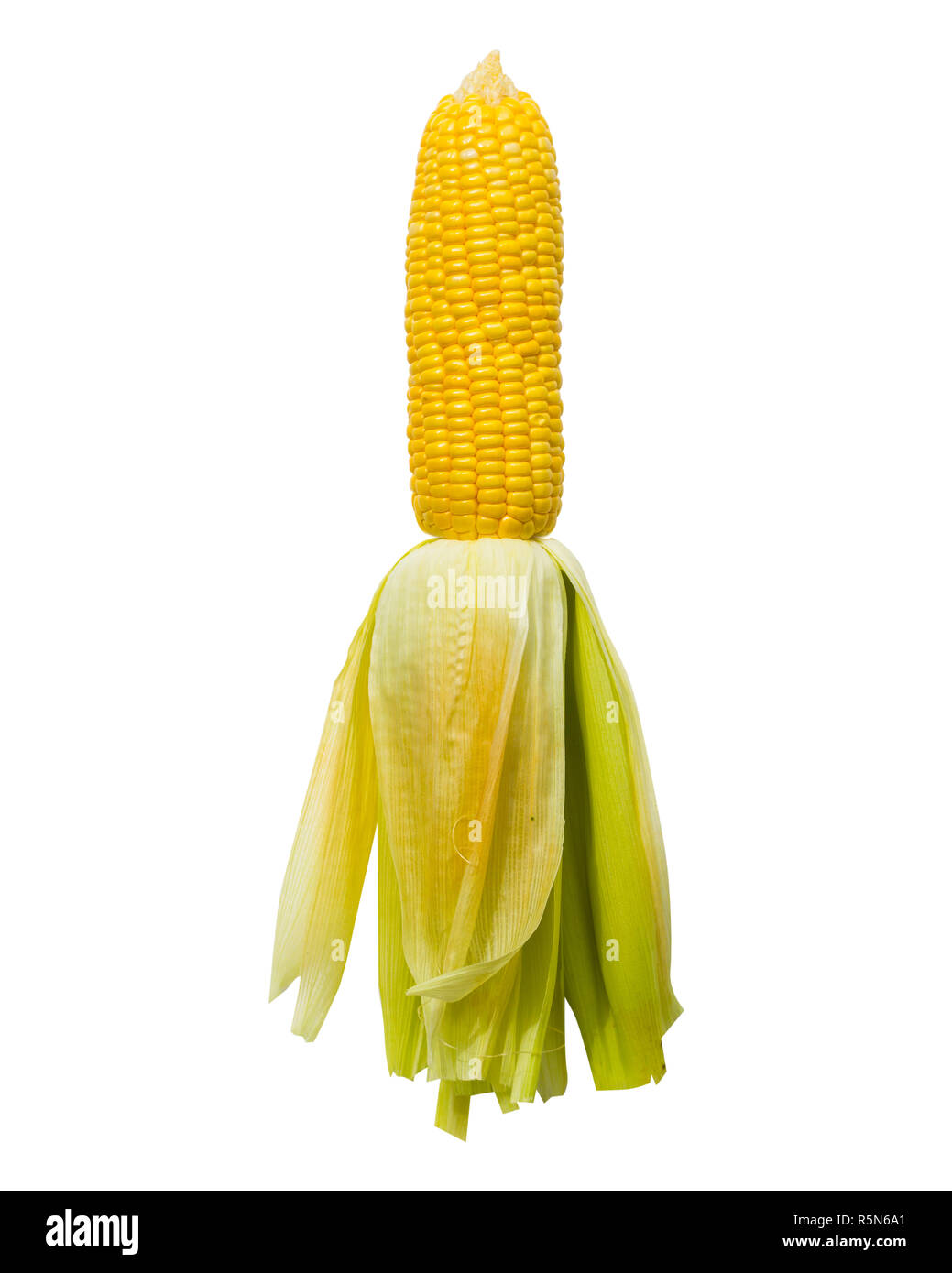 Raw sweet corn isolated on white background include clipping path Stock ...