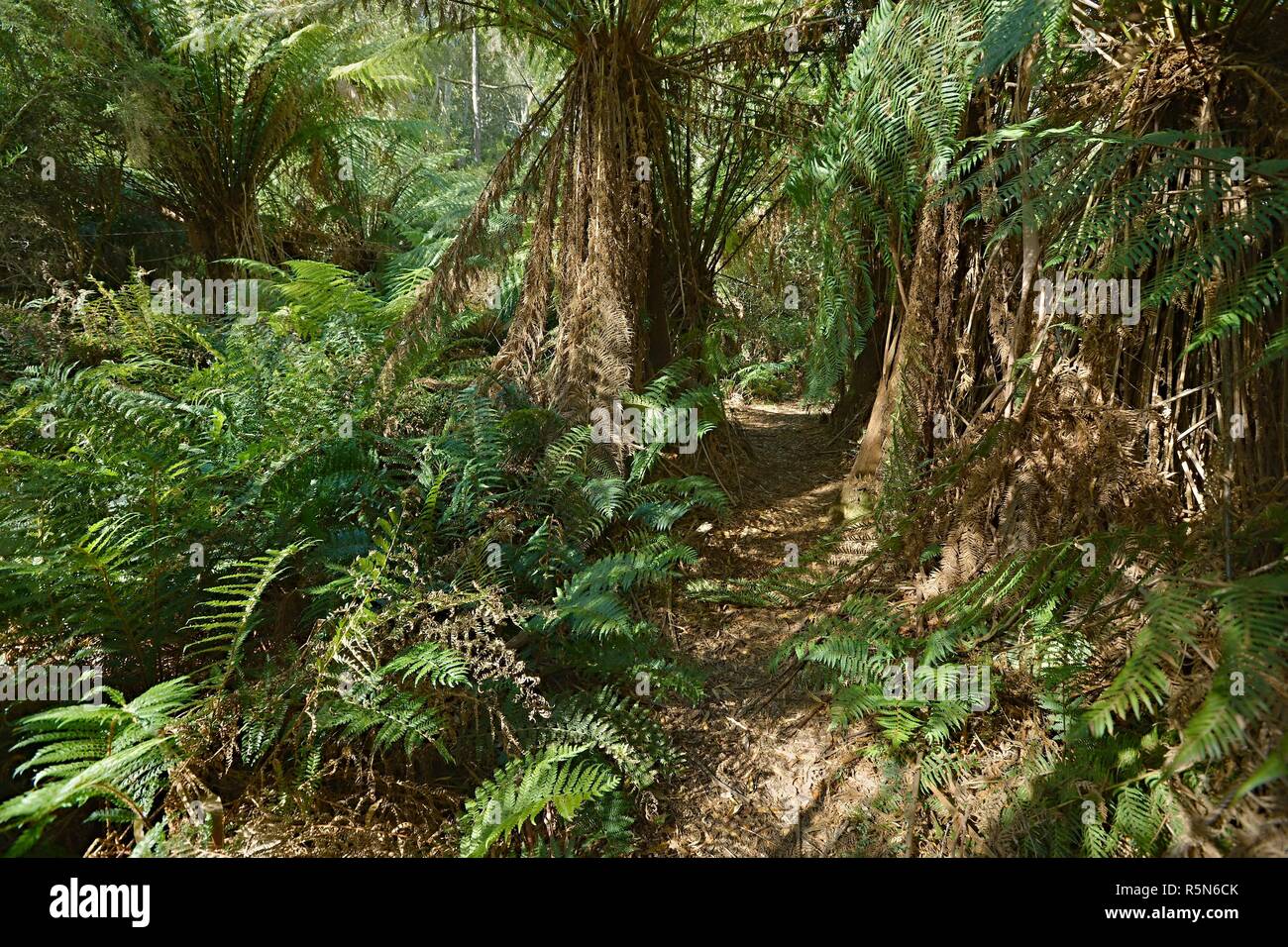 Forest walking route Stock Photo - Alamy
