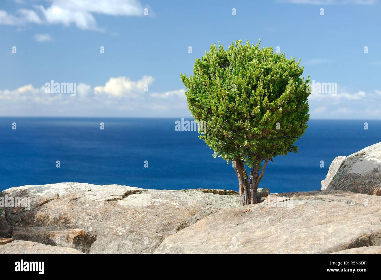 Tree on ocean cliff Stock Photo - Alamy