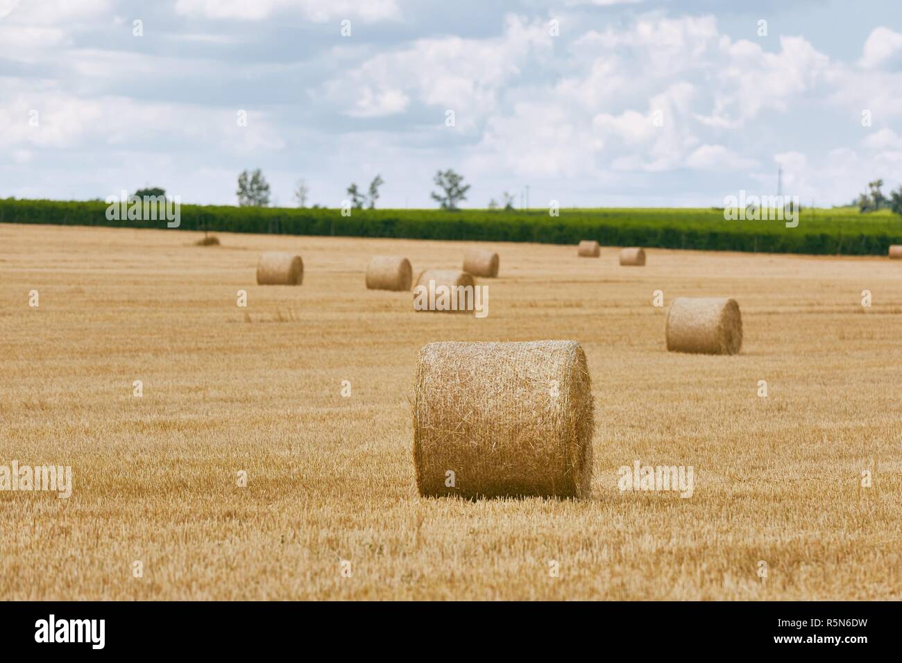 Agricultural field with bales Stock Photo - Alamy