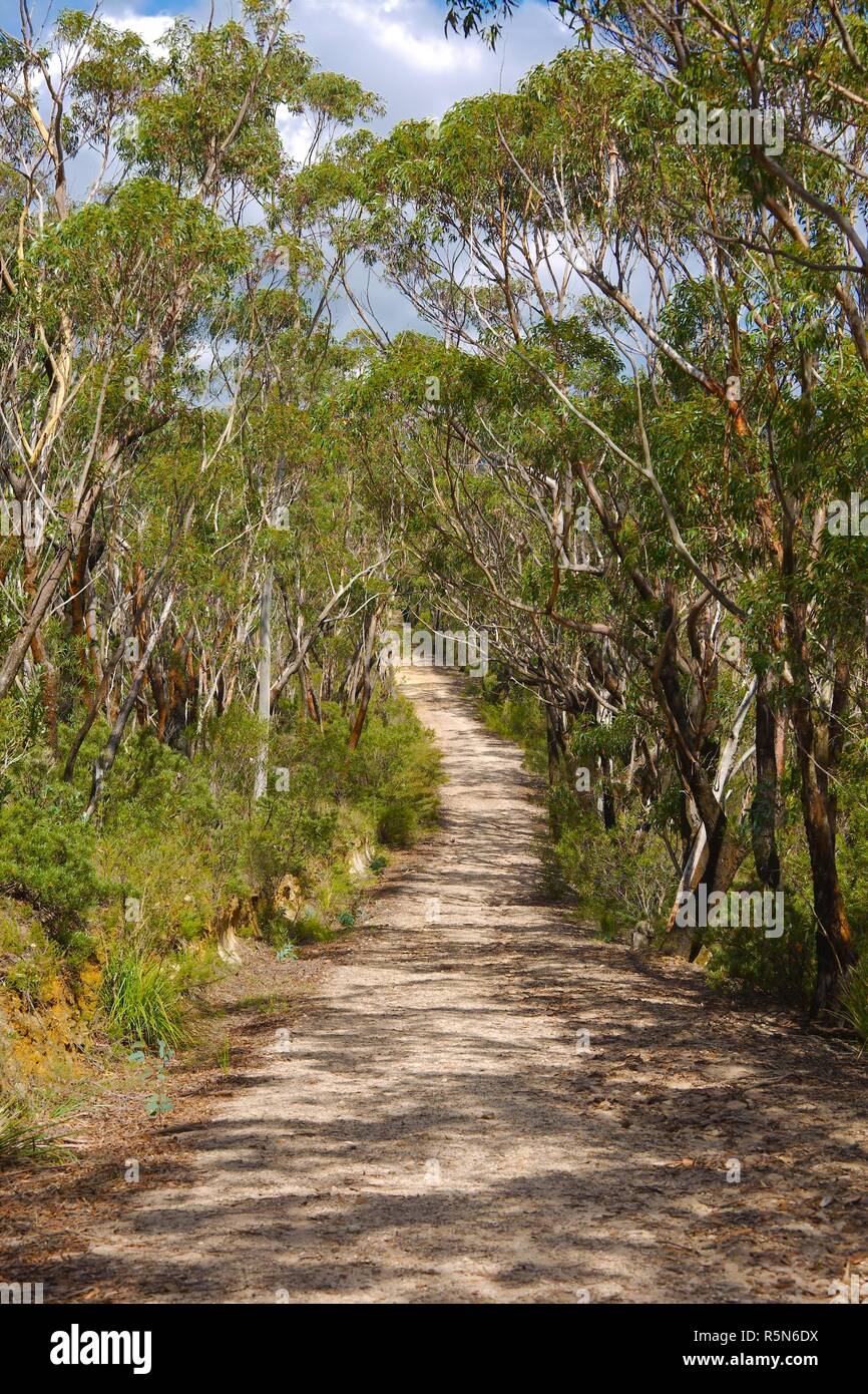 Path in a forest Stock Photo - Alamy
