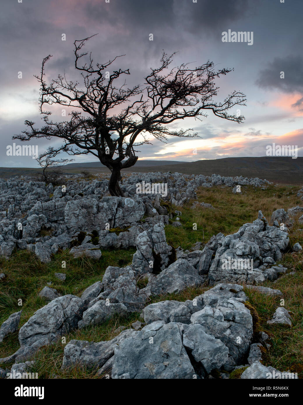 Limestone pavement in Yorkshire Stock Photo - Alamy