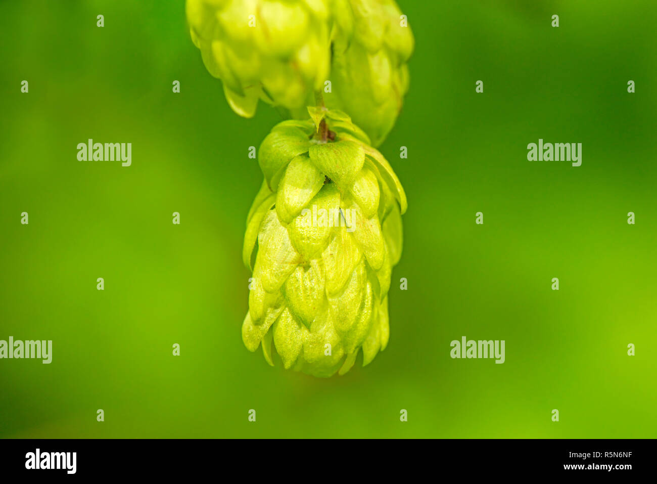 Hopfenzapfen hi-res stock photography and images - Alamy