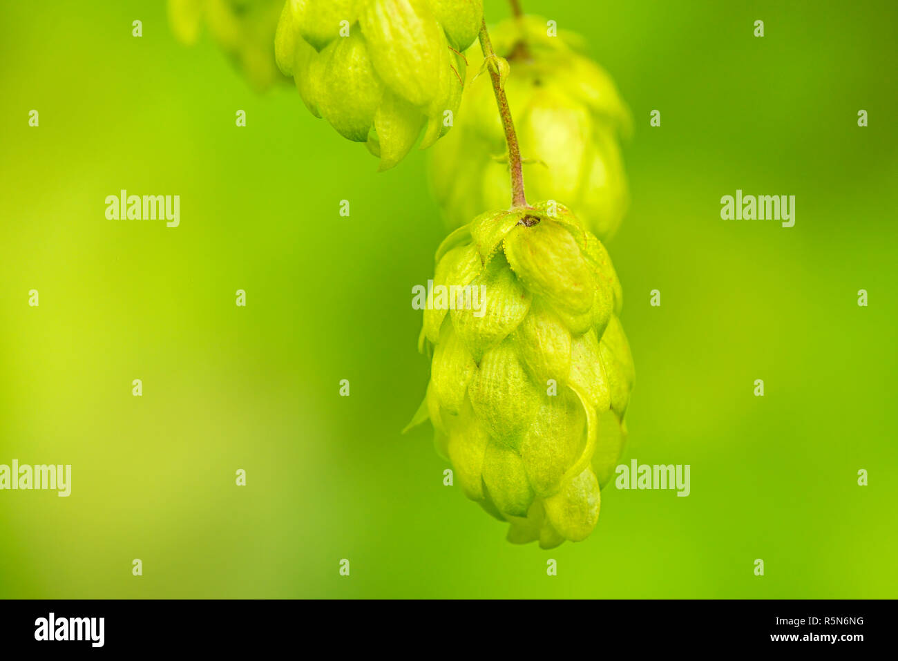 Hopfenzapfen hi-res stock photography and images - Alamy