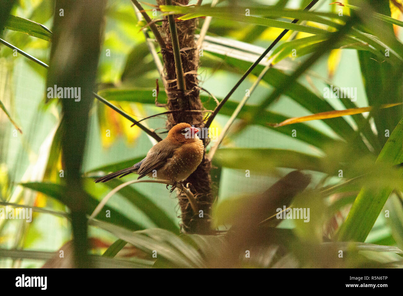 Grenadier Bird High Resolution Stock Photography and Images - Alamy