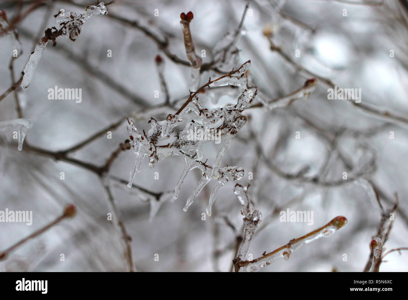 Ice coated twig hi-res stock photography and images - Alamy