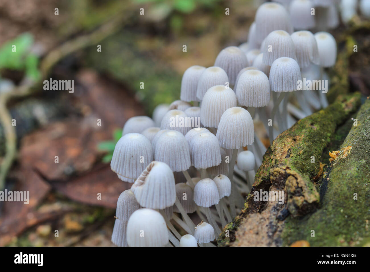 mushrooms growing on a live tree in the forest Stock Photo - Alamy