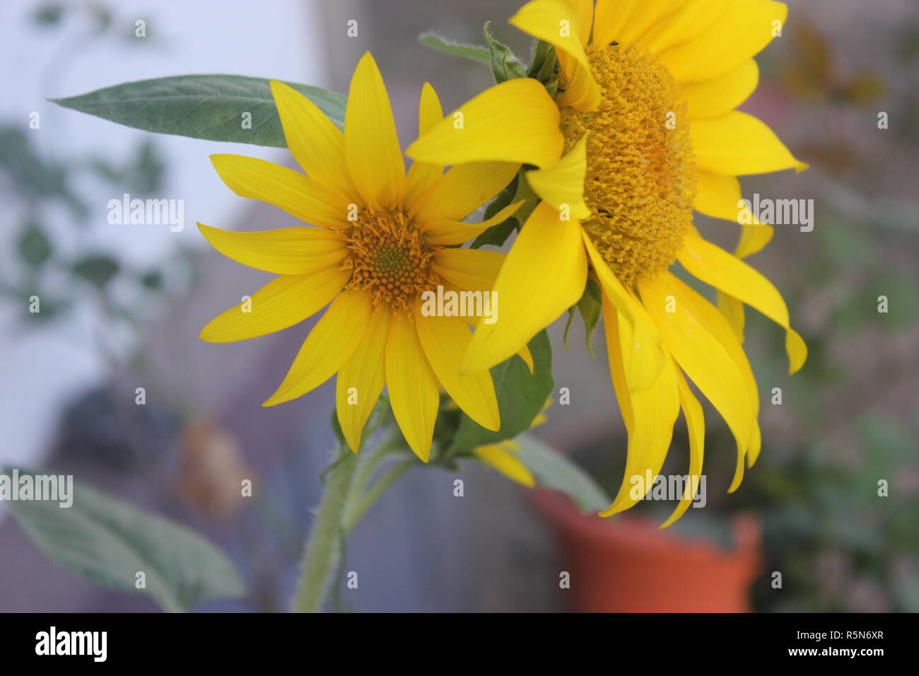Indian sunflower seeds hi-res stock photography and images - Alamy