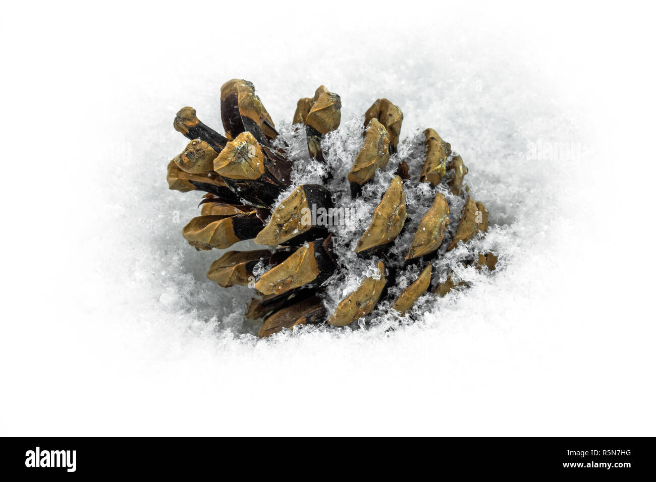 Pine tree closeup in Cut Out Stock Images & Pictures - Alamy