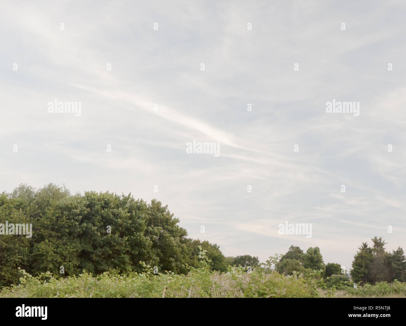 Perfect country scene of treetops and cloud streaked sky outside Stock ...
