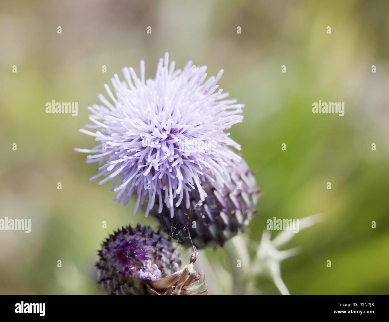 Purple pink flower head blossom of wild milk thistle plant in field ...