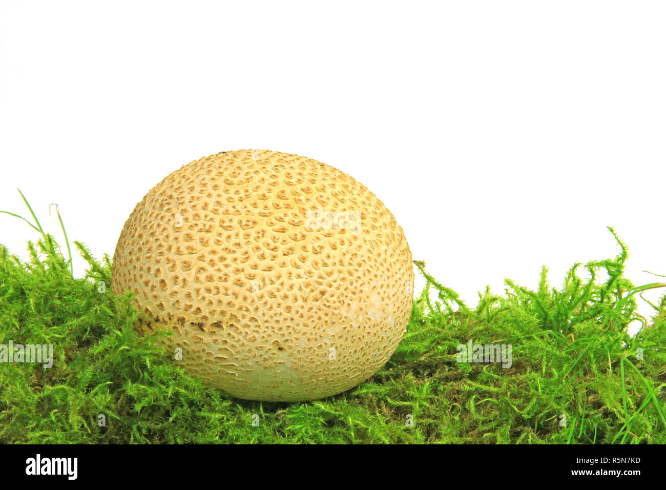 potato bovist (scleroderma citrinum Stock Photo - Alamy