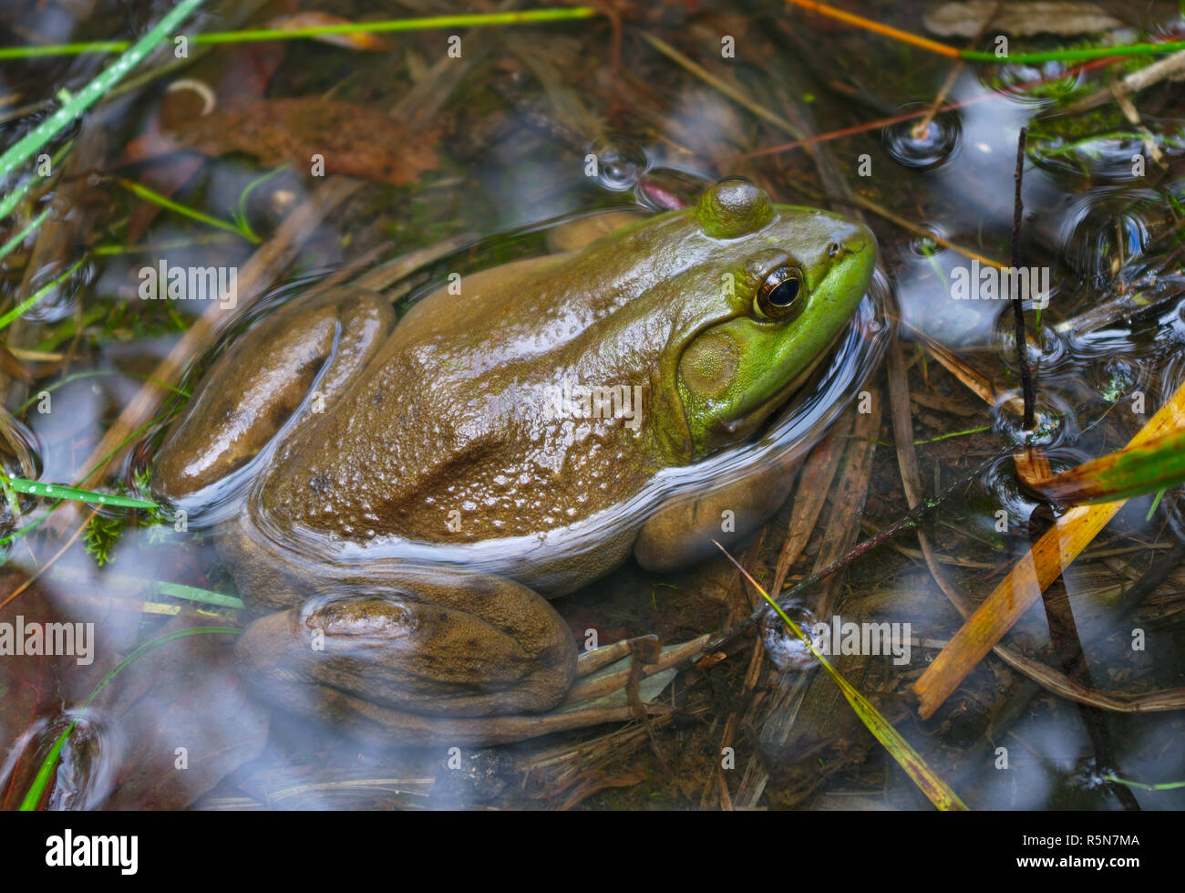green frog in swamp water pond wild amphibian Stock Photo - Alamy