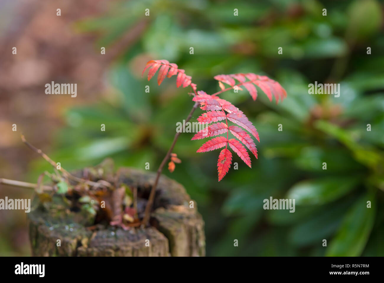 tree sprout in autumn colors Stock Photo - Alamy
