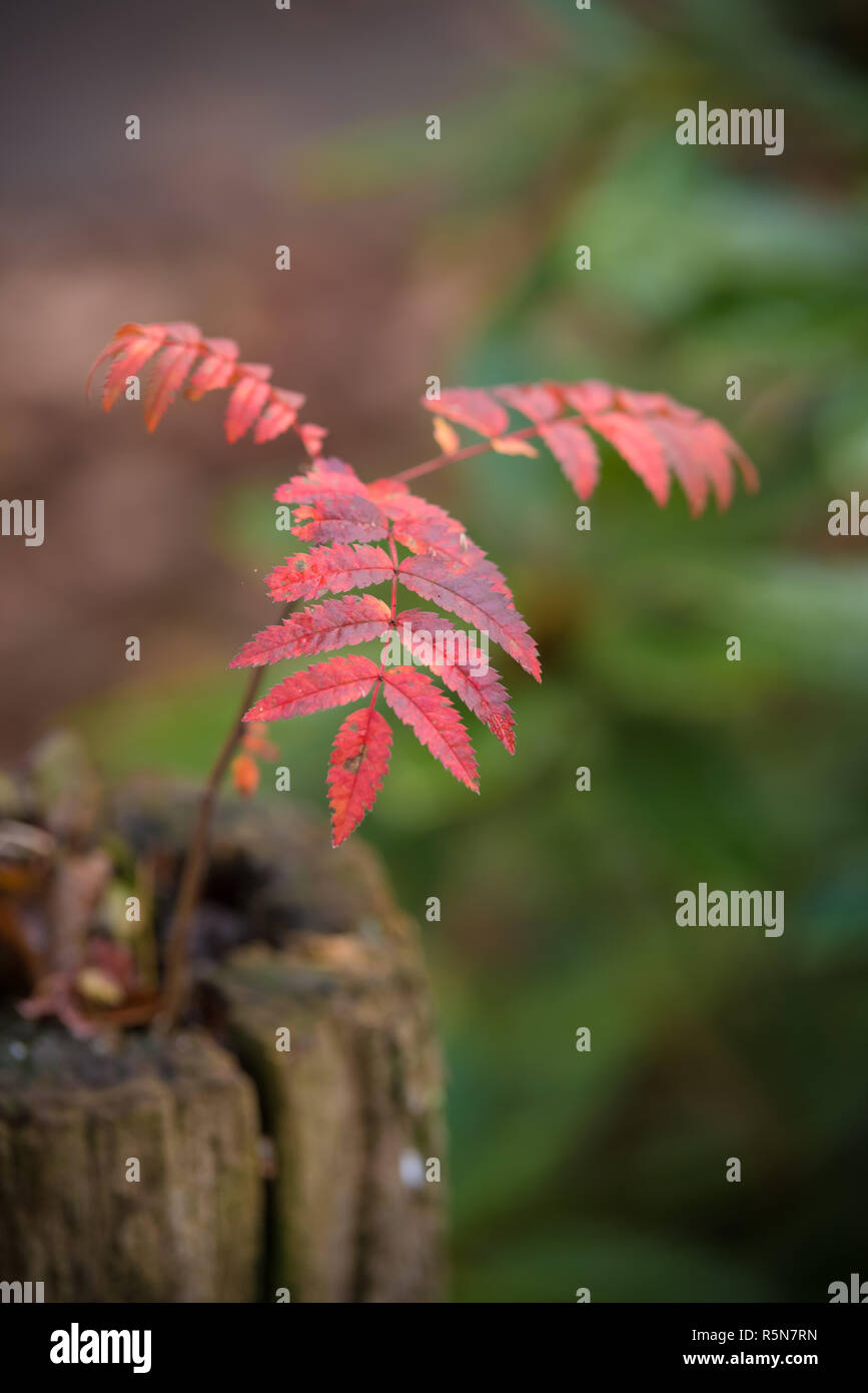 tree sprout in autumn colors Stock Photo - Alamy