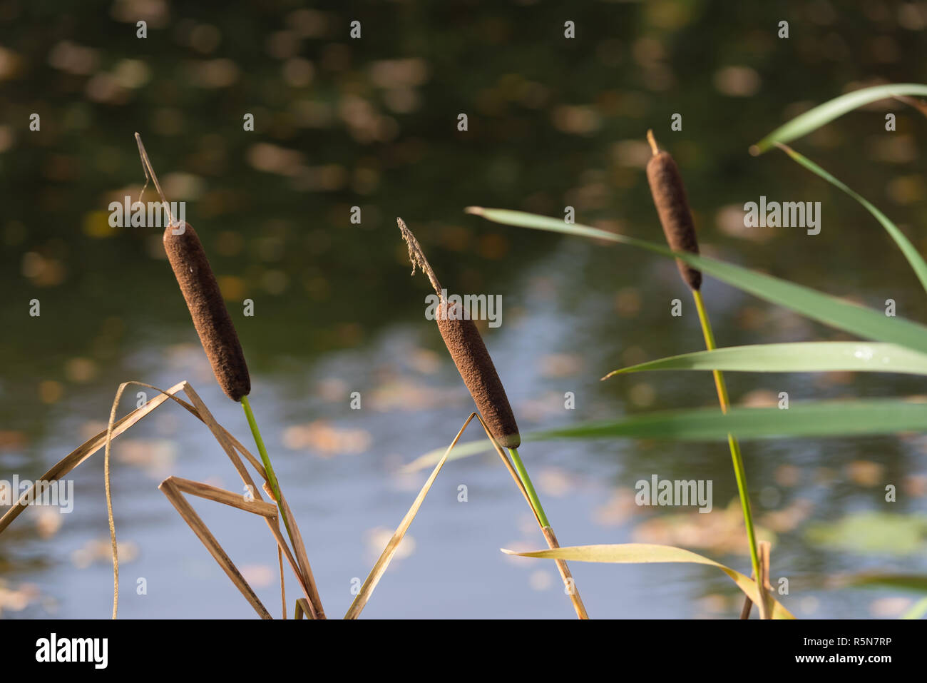 bullrush in a pond Stock Photo - Alamy