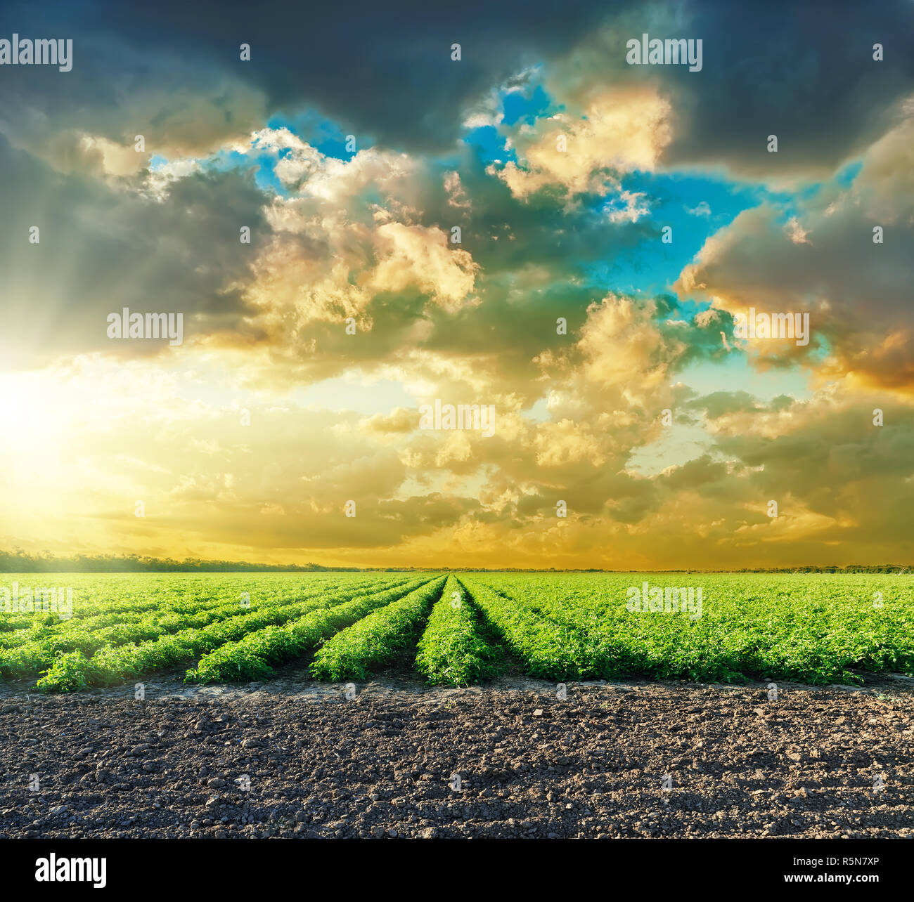 tomatoes field and sunset in low dramatic clouds Stock Photo - Alamy