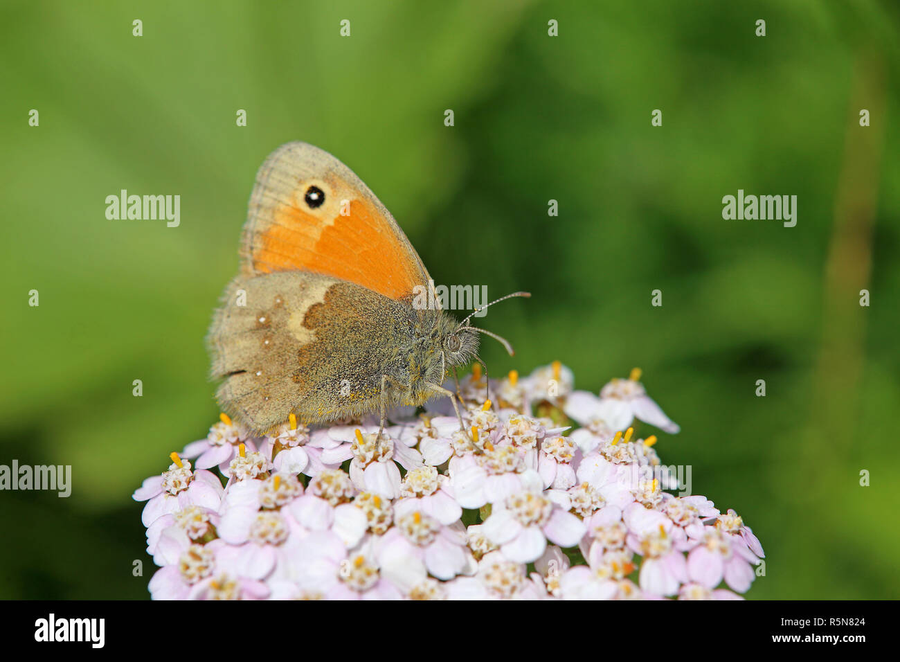 Achillea millefolium orange hi-res stock photography and images - Alamy