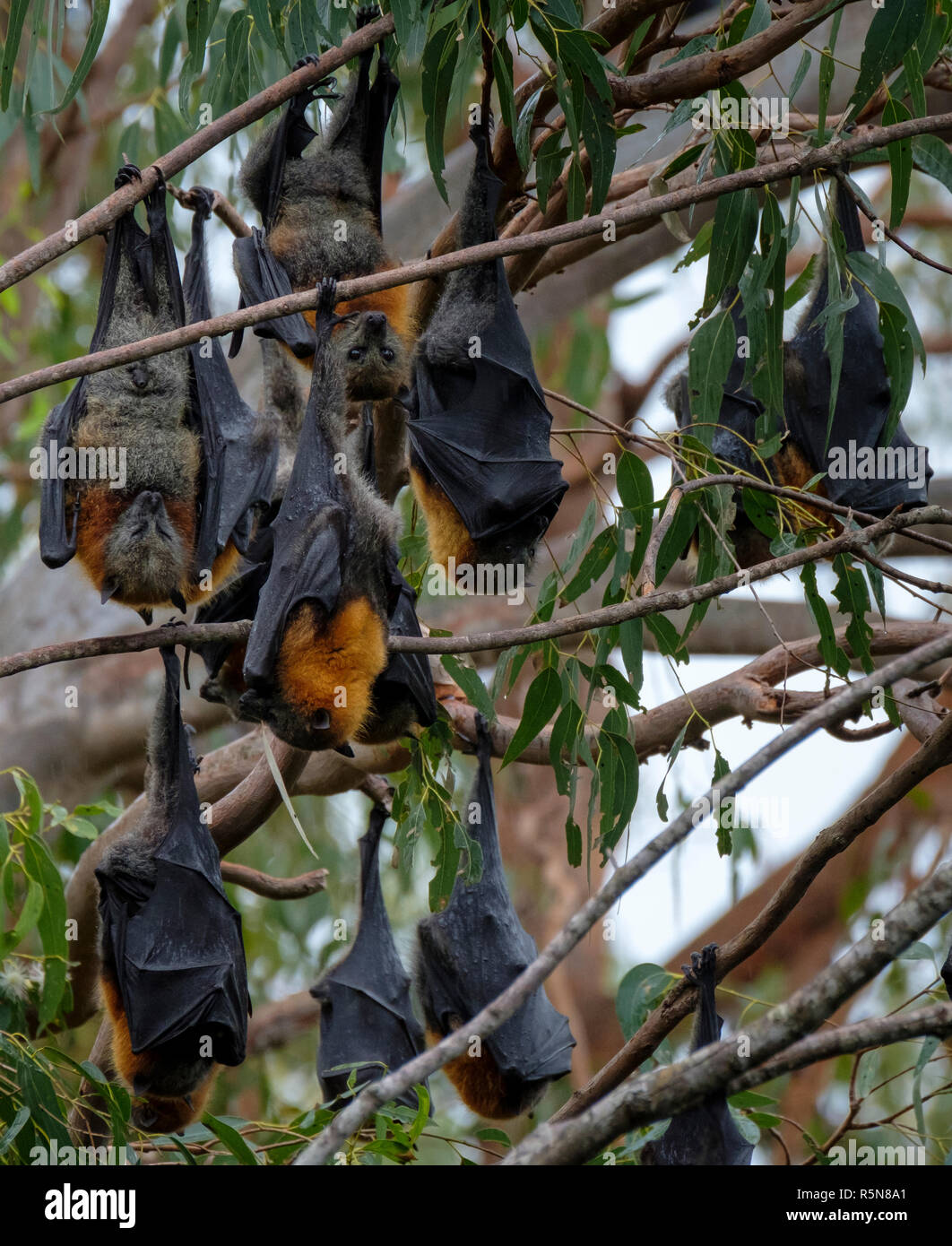 Fruitbat hi-res stock photography and images - Alamy