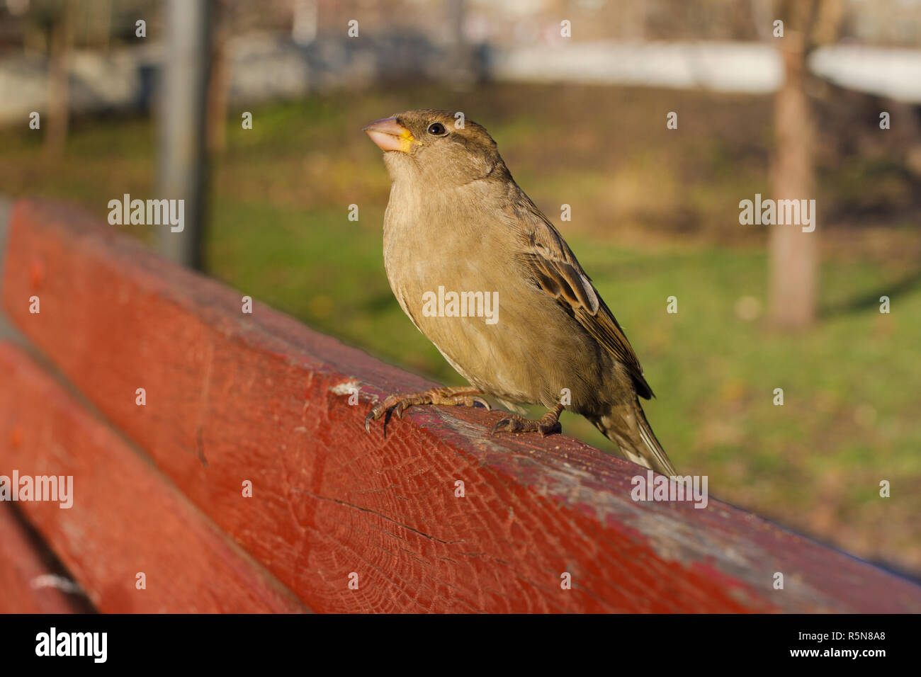 Garden birds brown bread hi-res stock photography and images - Alamy