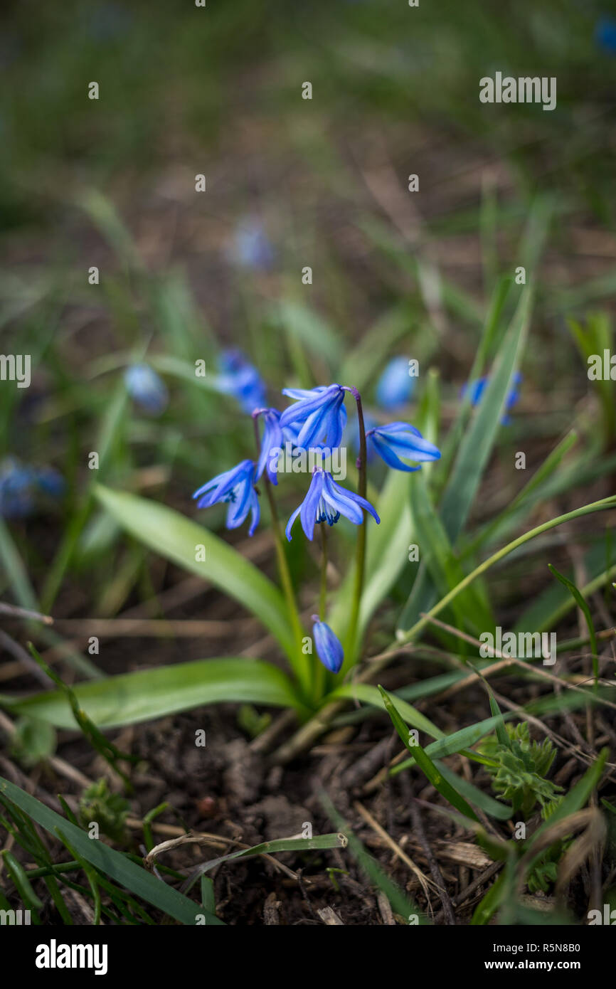 Siberian squill, Scilla siberica, wood squill blue flower Stock Photo ...