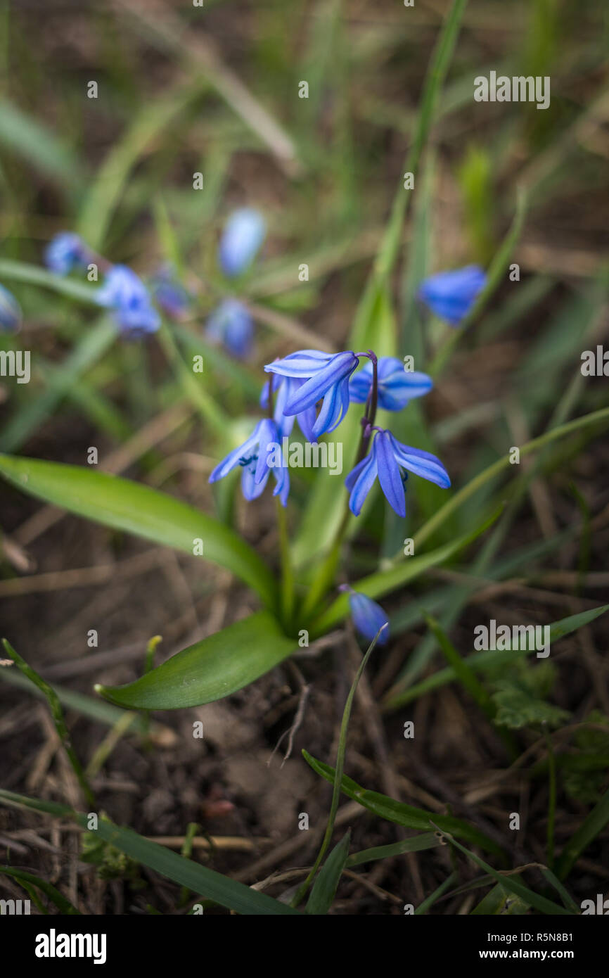 Siberian squill, Scilla siberica, wood squill blue flower Stock Photo ...