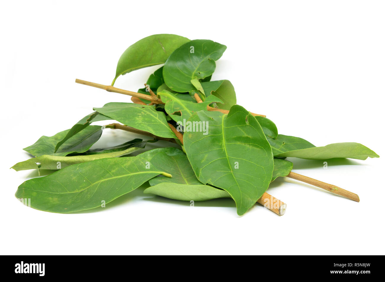 Indonesian leafs hi-res stock photography and images - Alamy