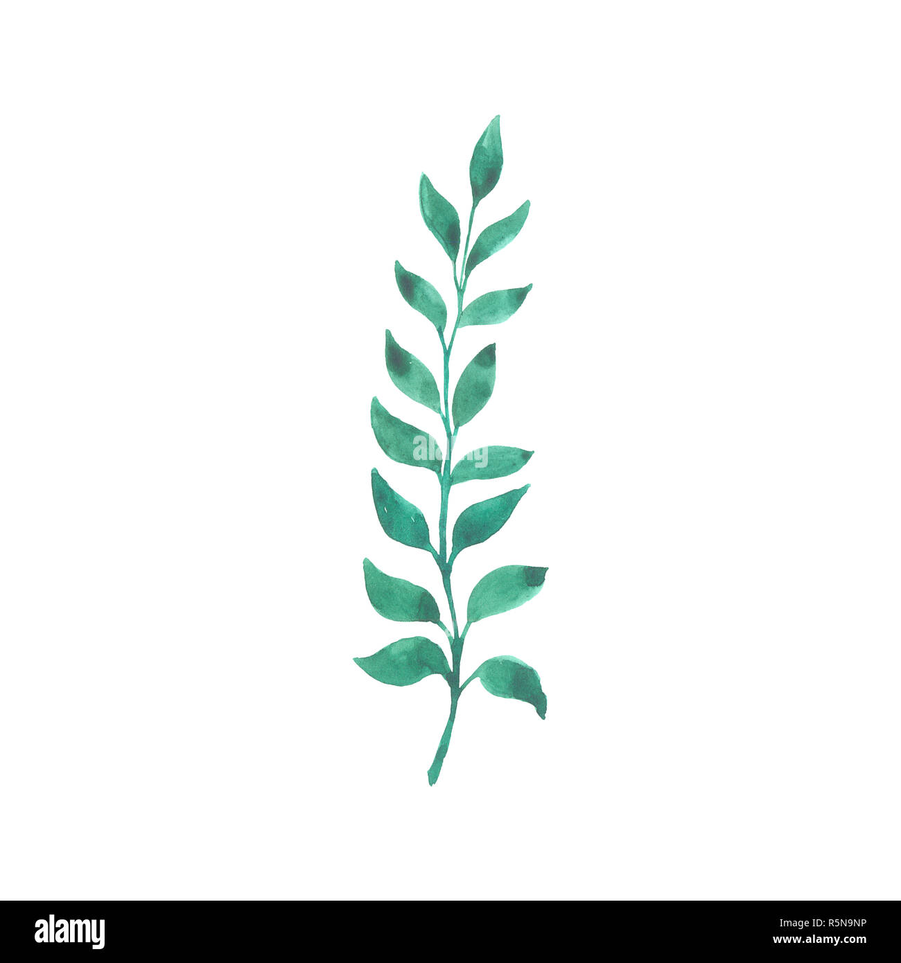 Bright watercolor leaf isolated on white background Stock Photo - Alamy