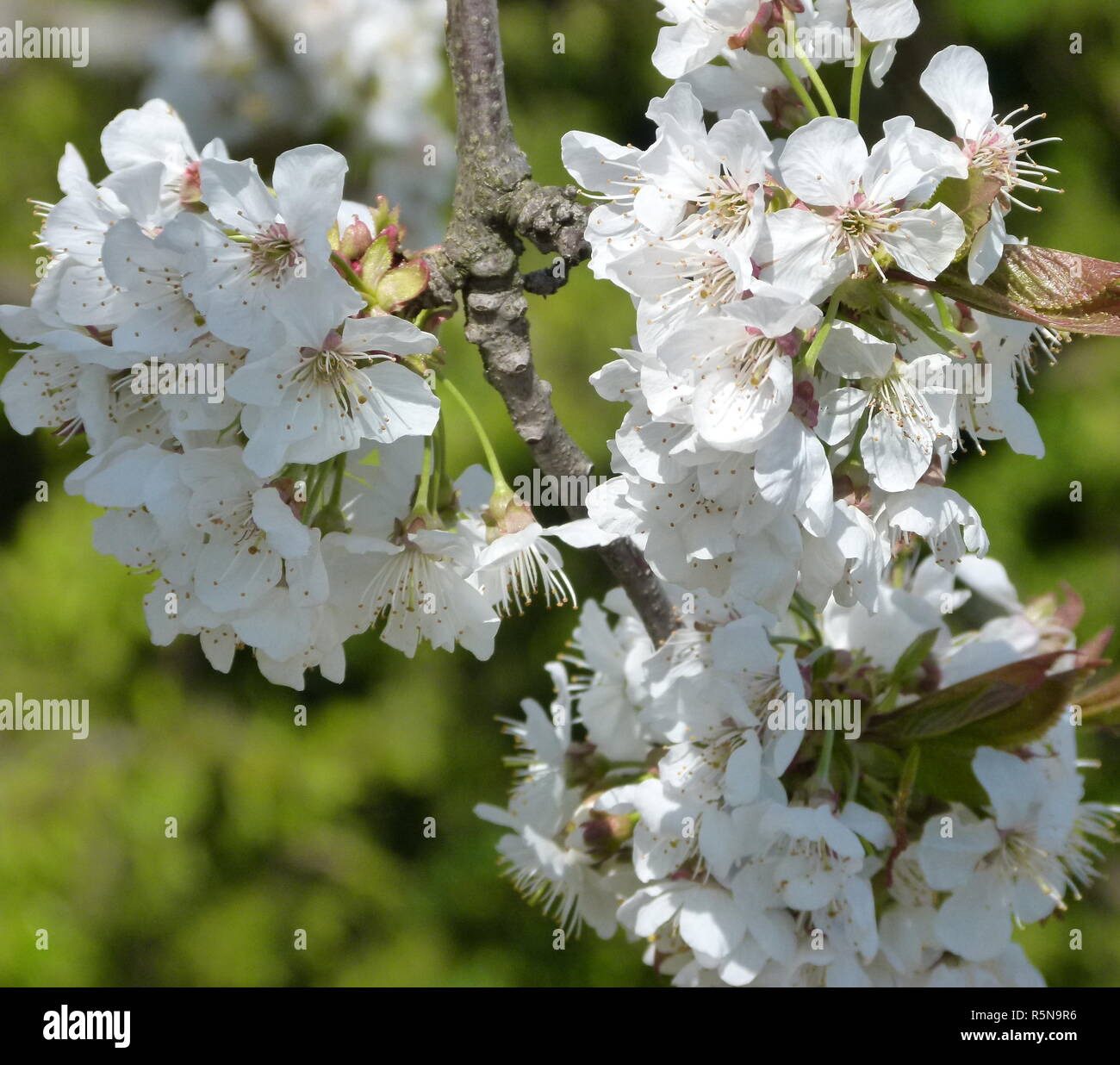 cherry tree in bloom 7 Stock Photo - Alamy