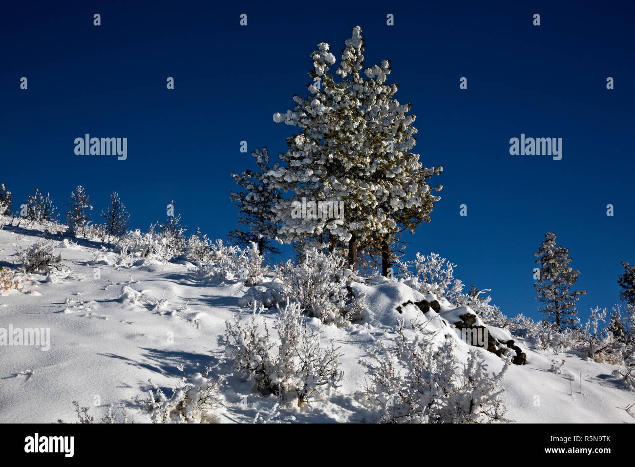 WA15381-00...WASHINGTON - Snow covered brush and tree at the Echo Ridge ...