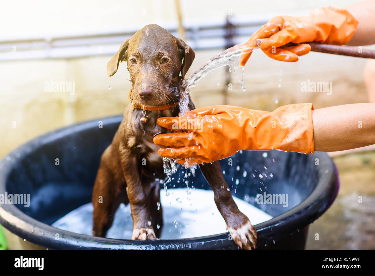 puppy dog taking shower Stock Photo - Alamy