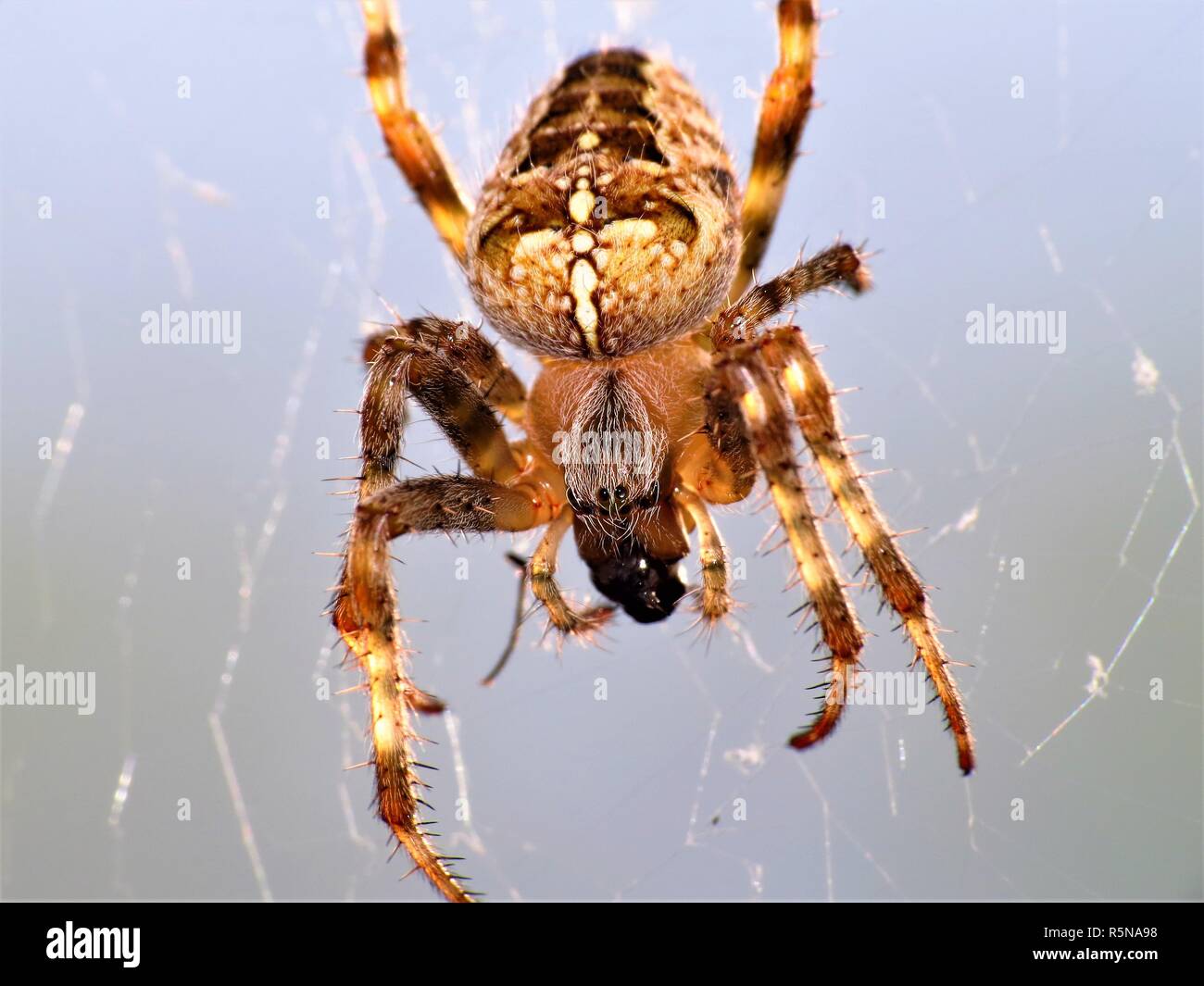 Spiders fly trap hi-res stock photography and images - Alamy