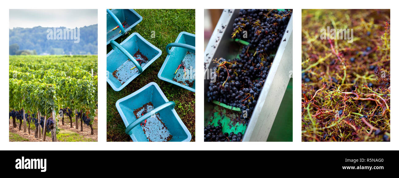 Viticulture culture Cut Out Stock Images & Pictures - Alamy