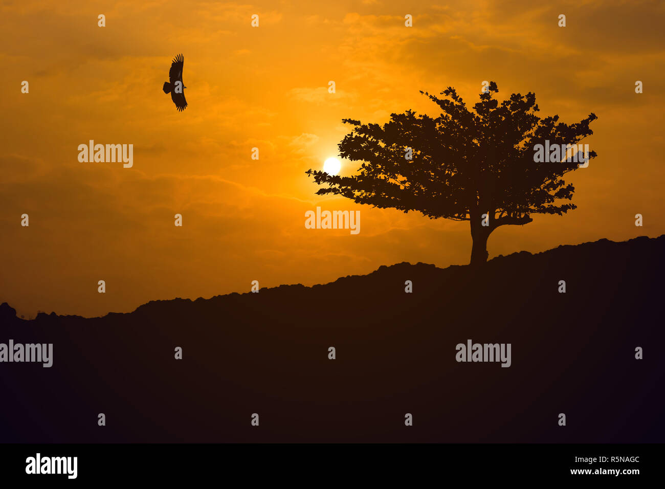Eagle soaring sun hi-res stock photography and images - Alamy