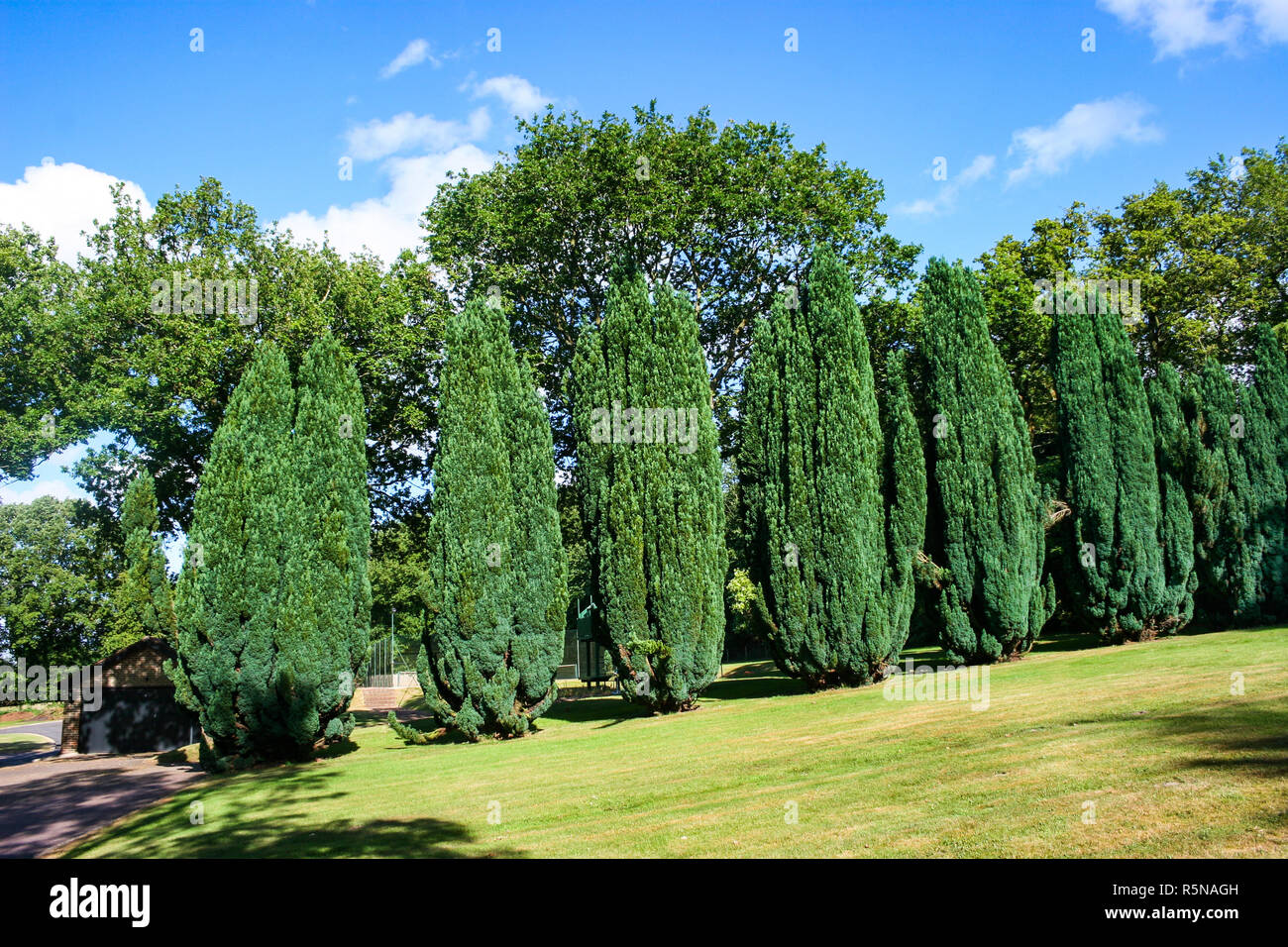 Arborvitae trees hi-res stock photography and images - Alamy